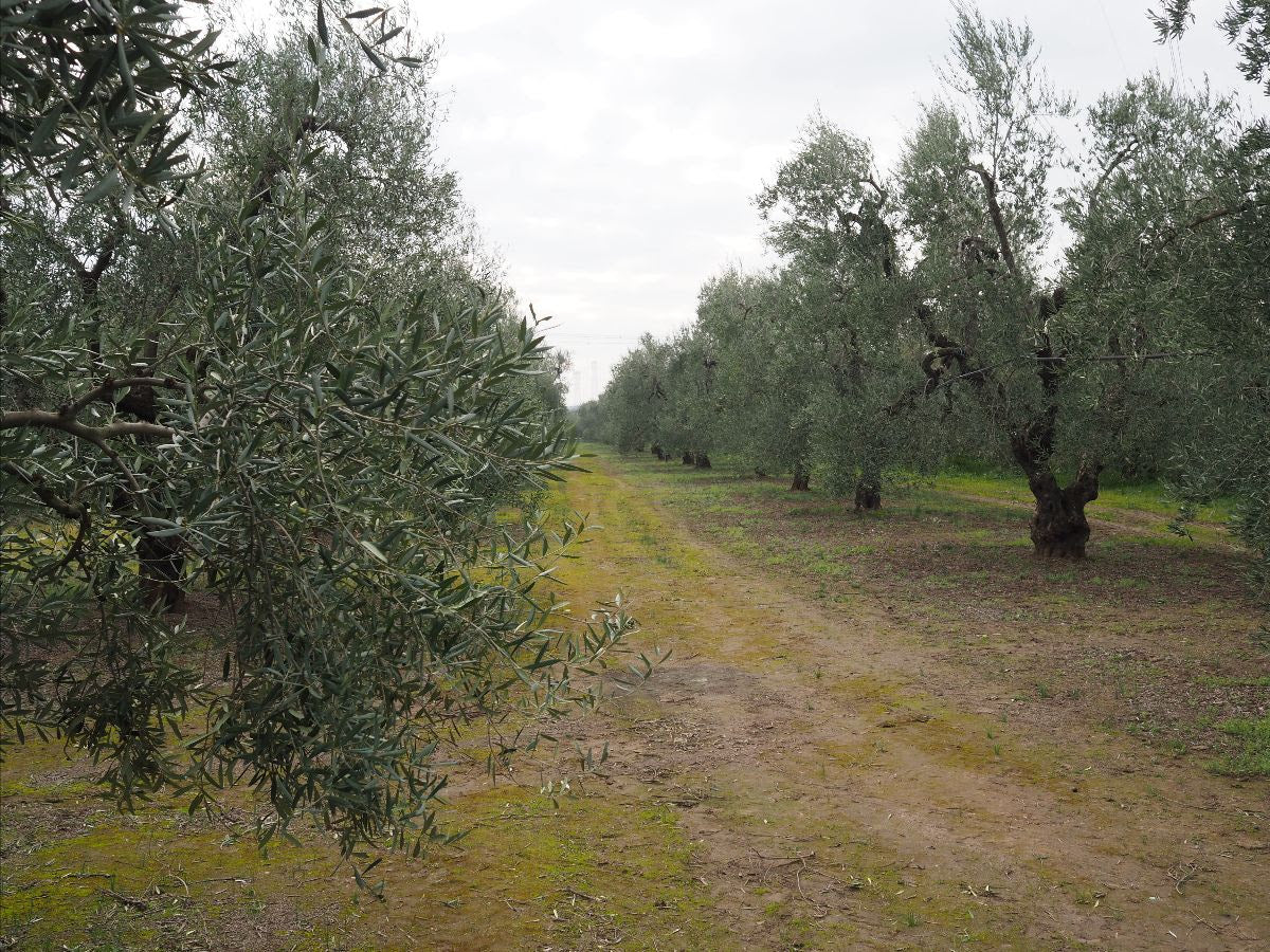 Extra Virgin Olive Oil – Liquid Gold Tasting Bar & All Things Olive